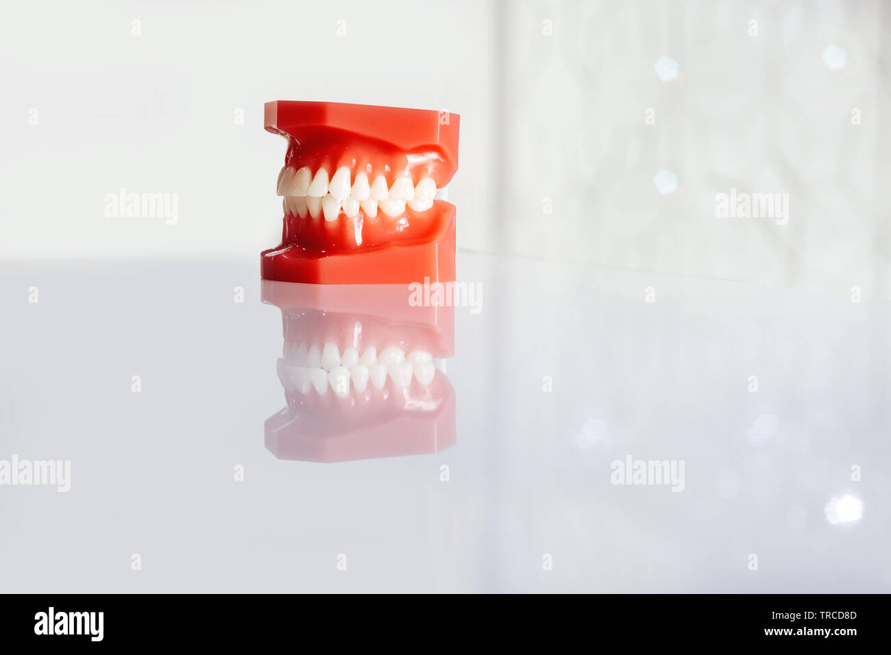 Dental clinic with red plastic jaw Orthodontic device for prosthetics ...
