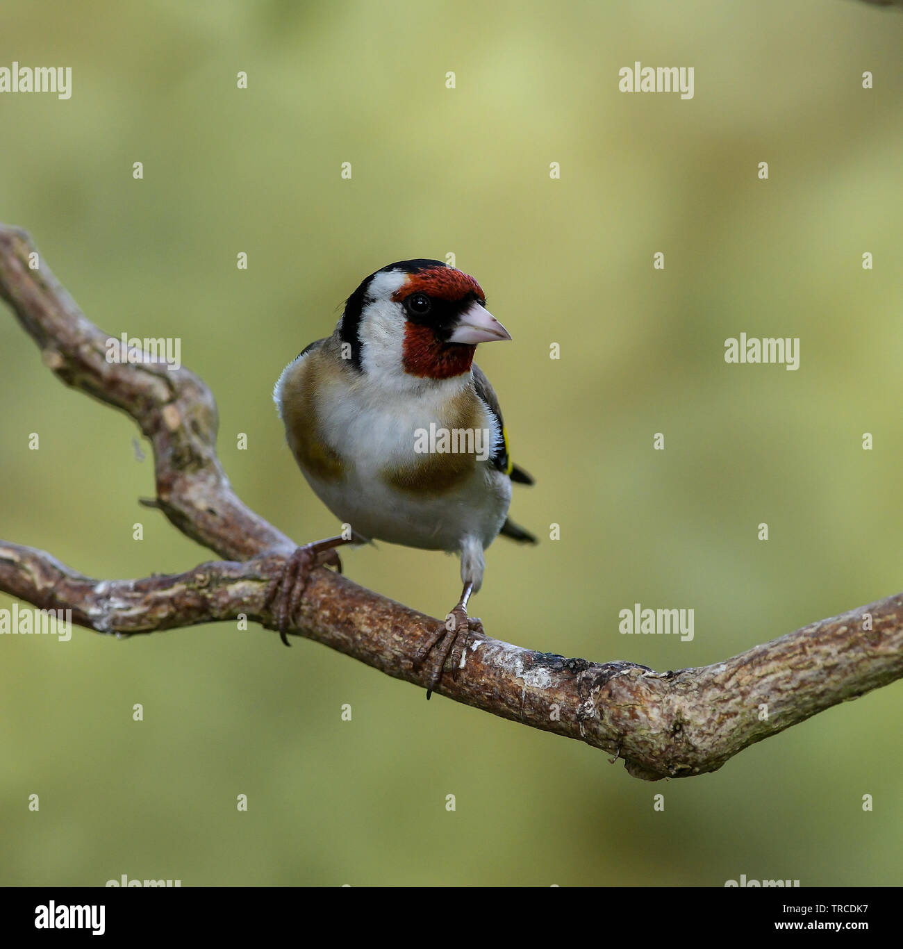 Goldfinch favourite hi-res stock photography and images - Alamy