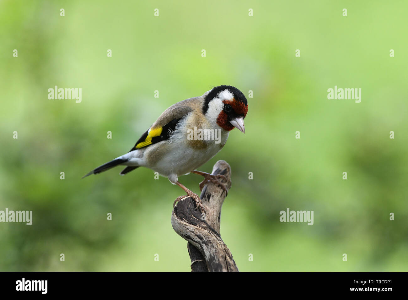 Goldfinch favourite hi-res stock photography and images - Alamy