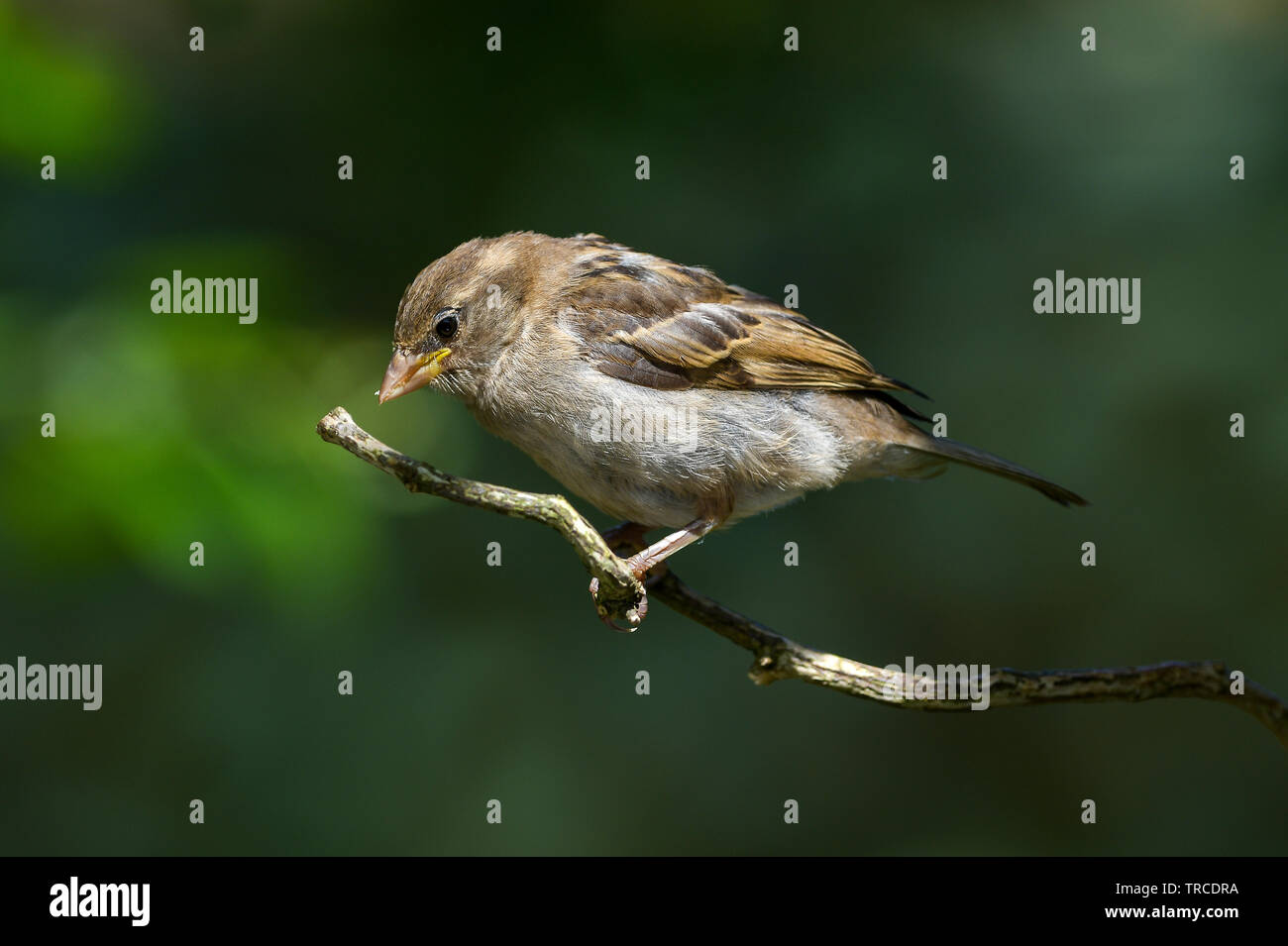 Juvenile House Sparrow Stock Photo - Alamy