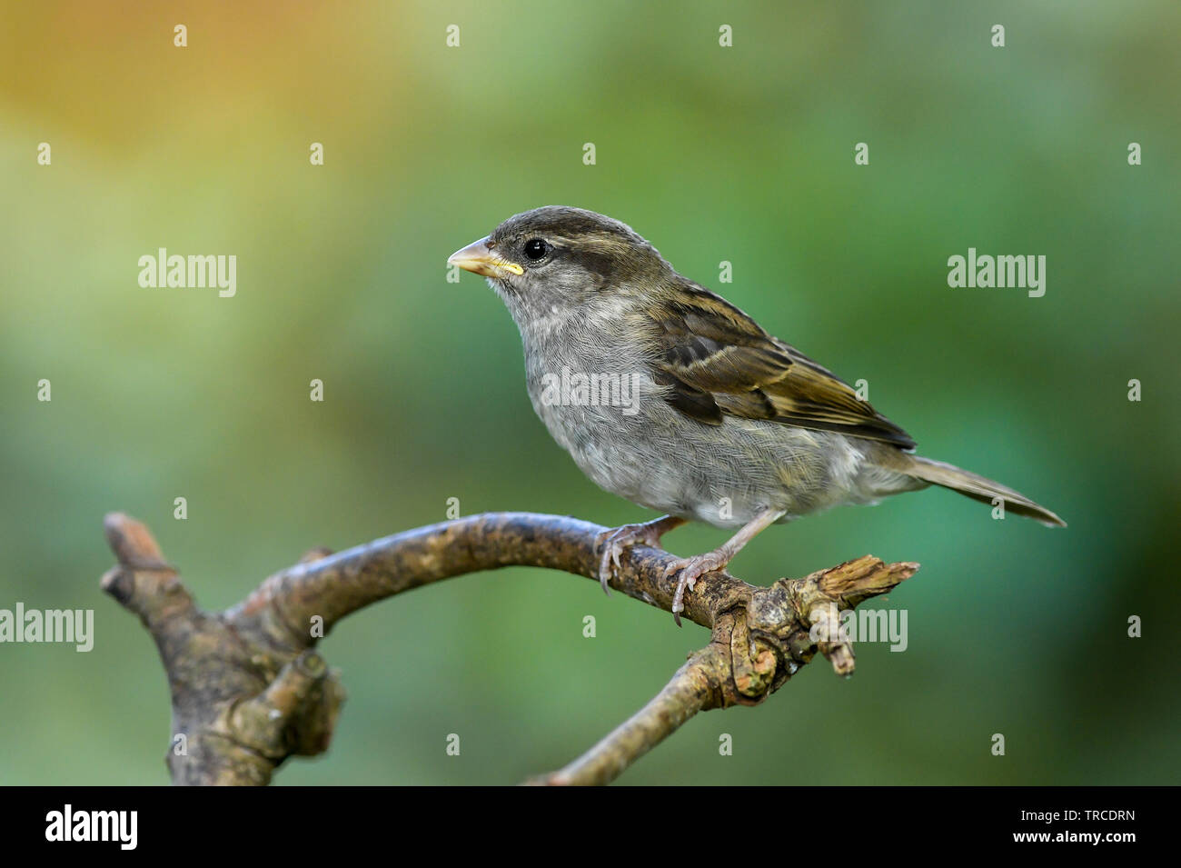 Dead sparrow uk hi-res stock photography and images - Alamy