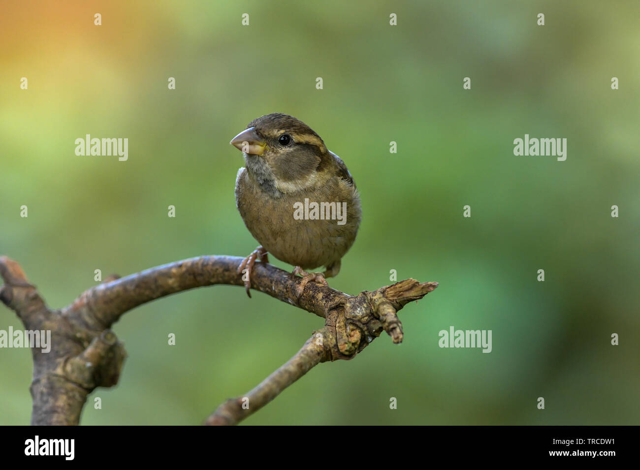 Juvenile House Sparrow Stock Photo - Alamy