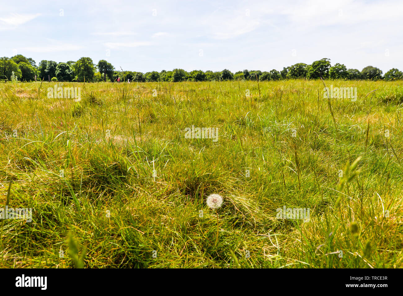 Low shot in Richmond Park - London, UK Stock Photo - Alamy