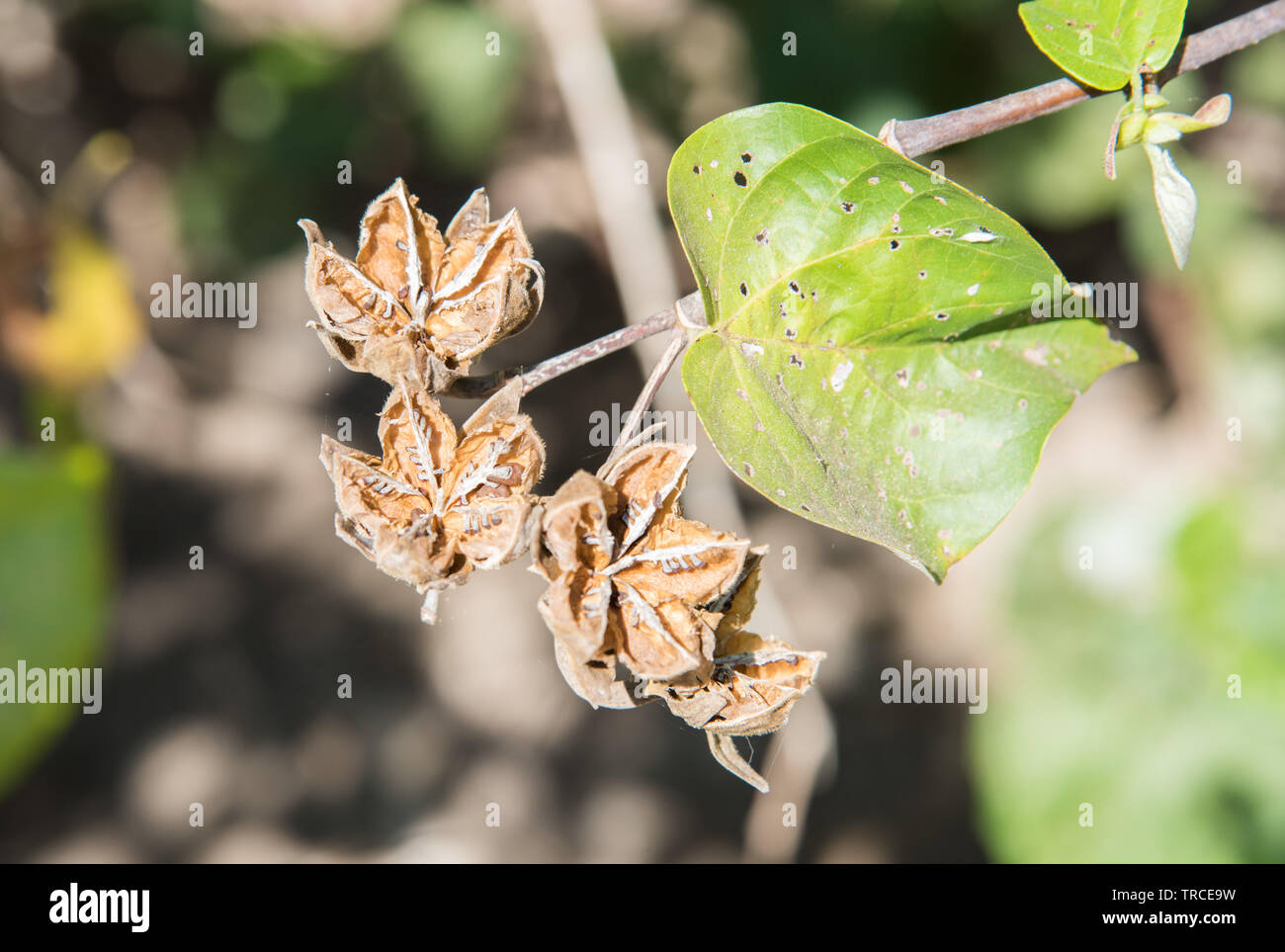 Star shaped dried tree fruit or nut in Darwin, Australia Stock Photo ...