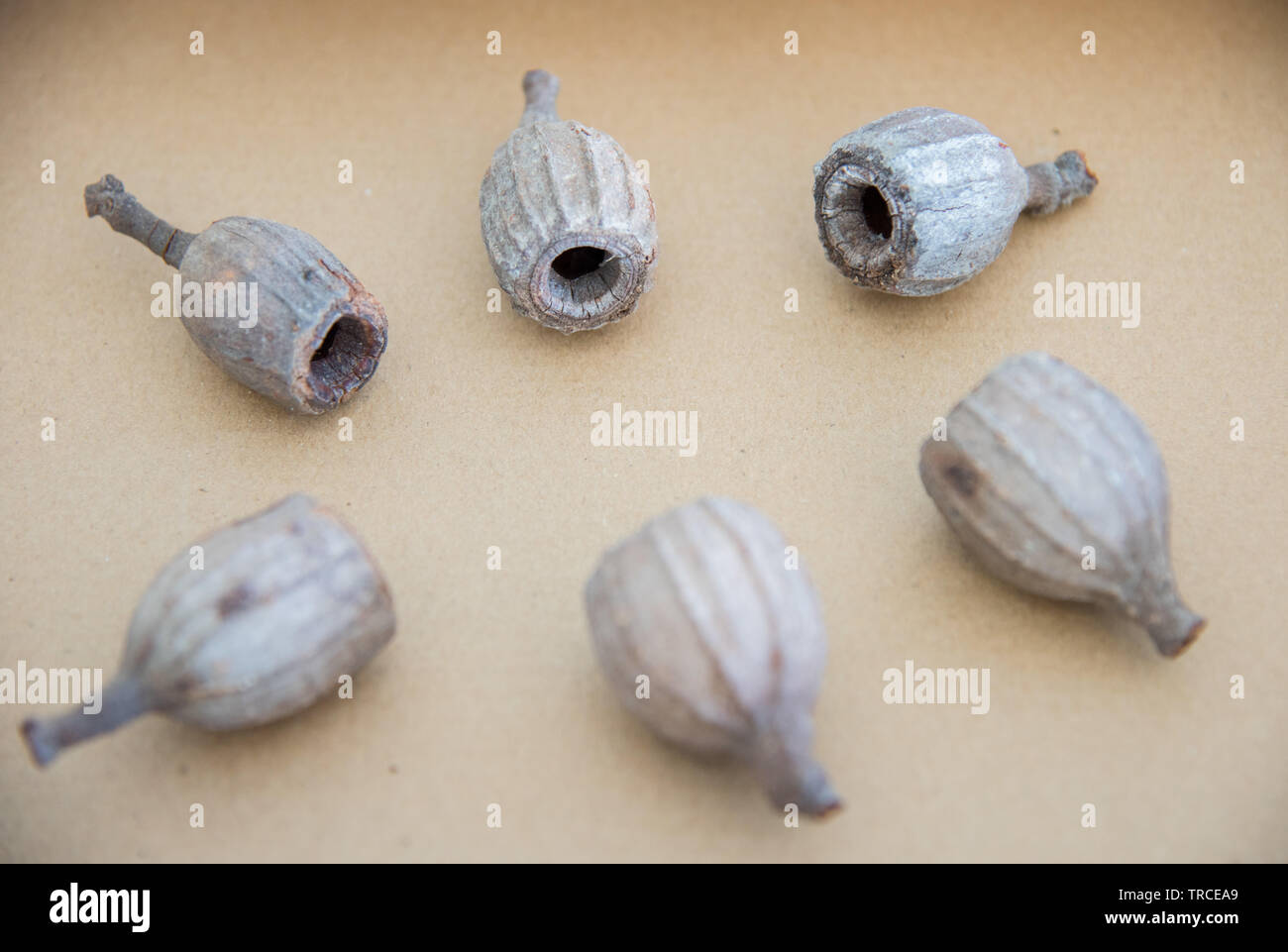 Close-up shot of dried gum nuts from tropical tree in Darwin, Australia ...