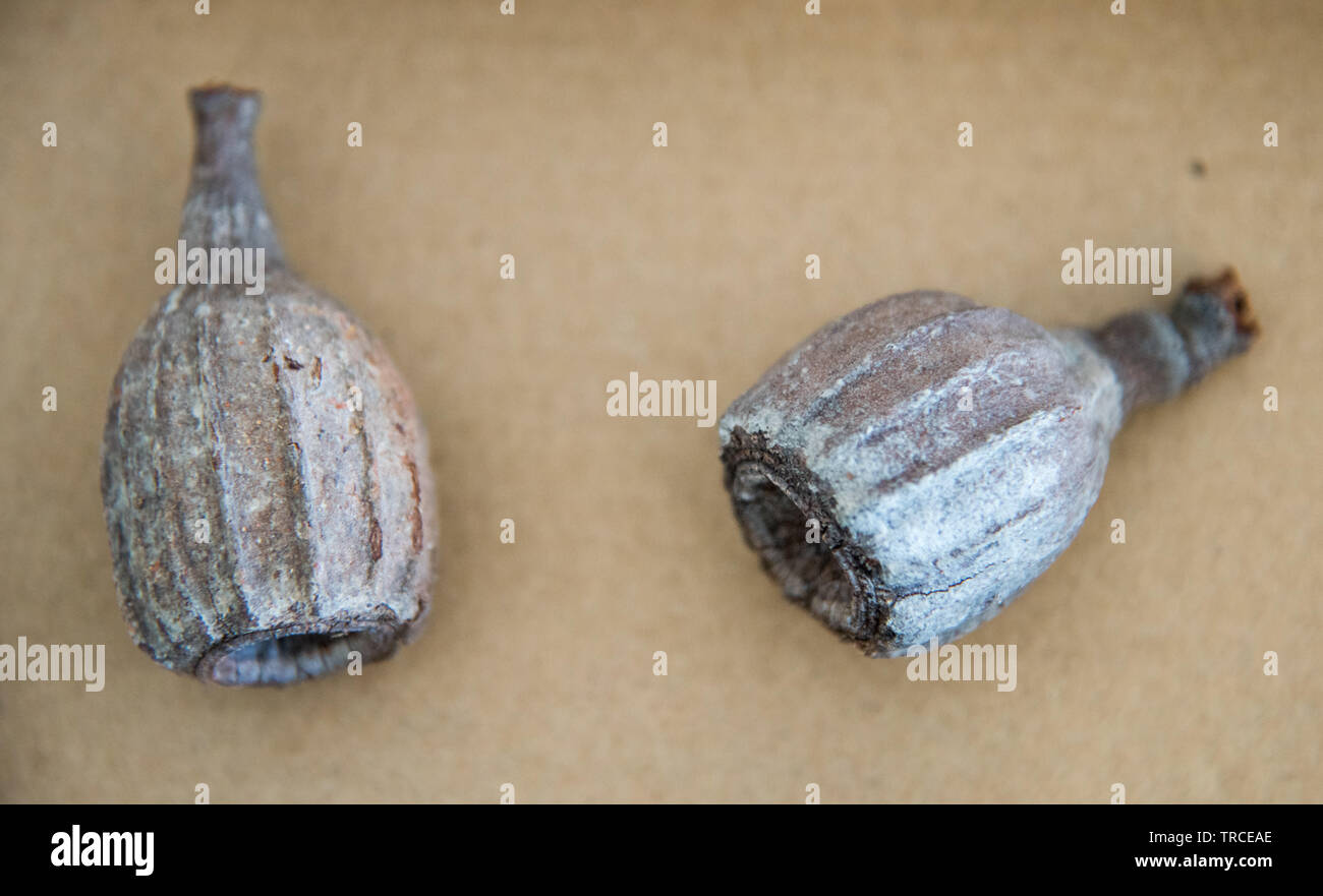 Tree gumnut hi-res stock photography and images - Alamy