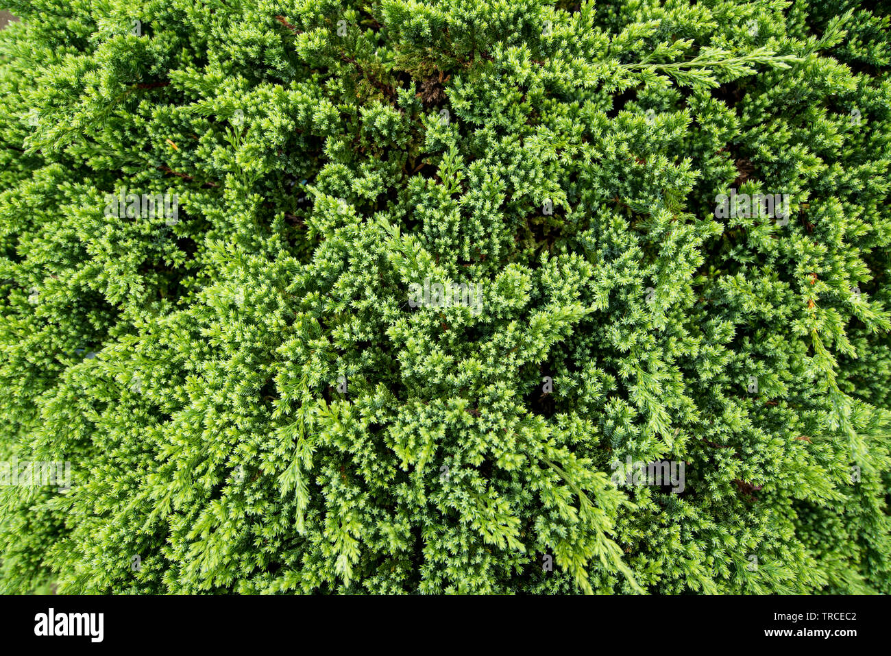 plant and tree in the garden. Leaves background and natural wallpaper ...
