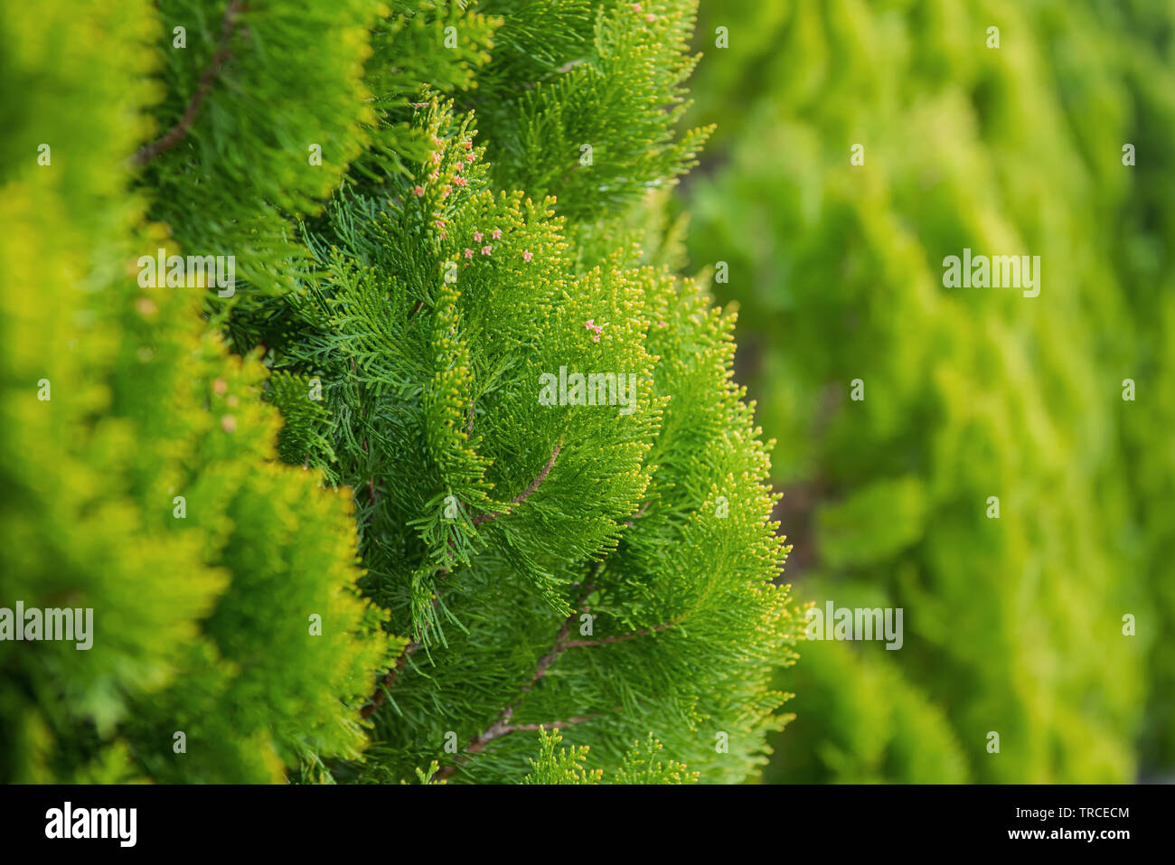 plant and tree in the garden. Leaves background and natural wallpaper ...