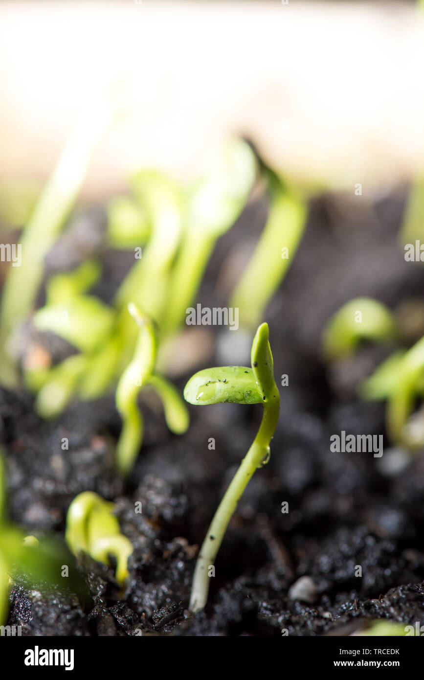 new born of plant and tree. Growth and fresh nature Stock Photo - Alamy
