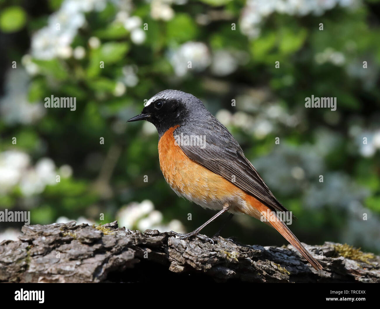 Common redstart, Phoenicurus phoenicurus Stock Photo - Alamy