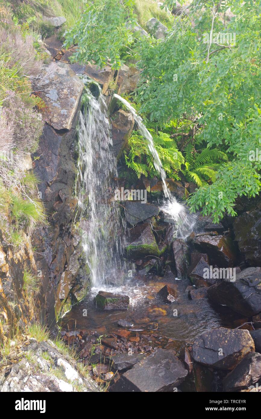 Rowan Tree (Sorbus aucuparia) by a Waterfall of a Burn through Middle ...