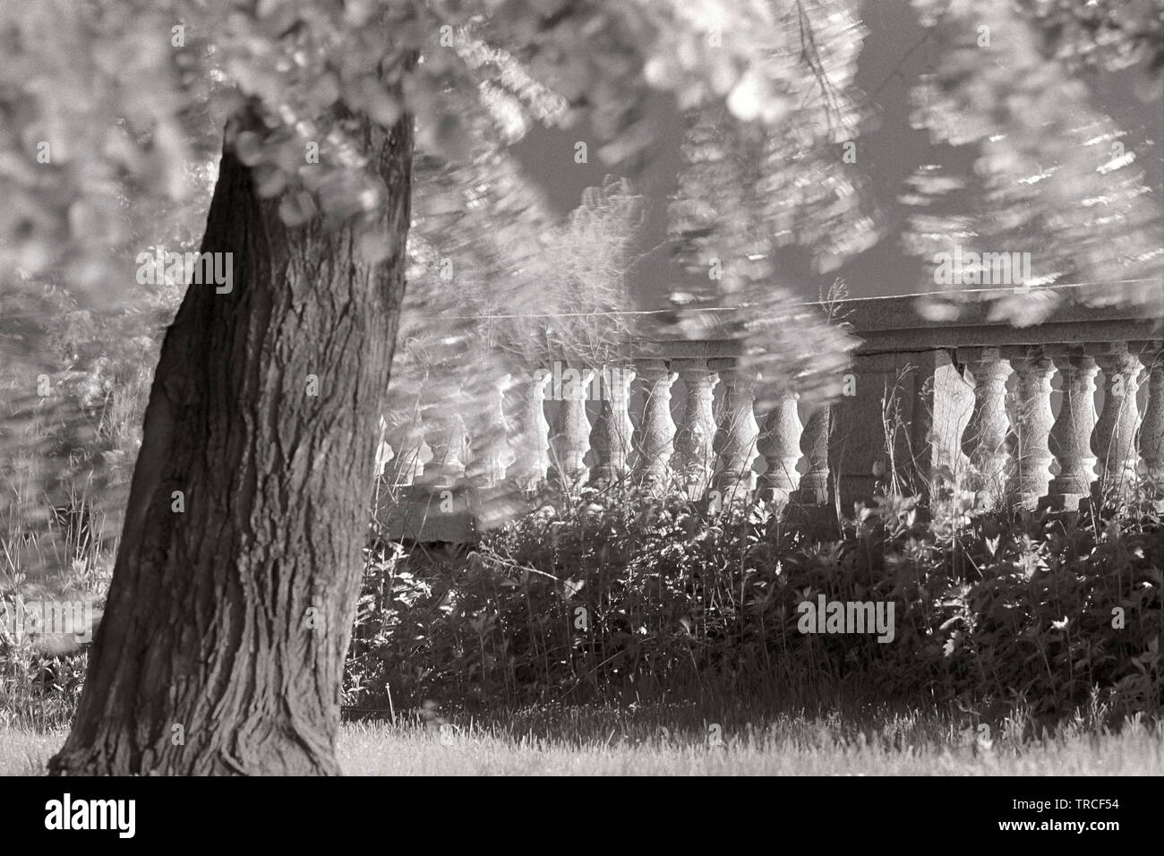 Wind moving trees in beautiful hi-res stock photography and images - Alamy