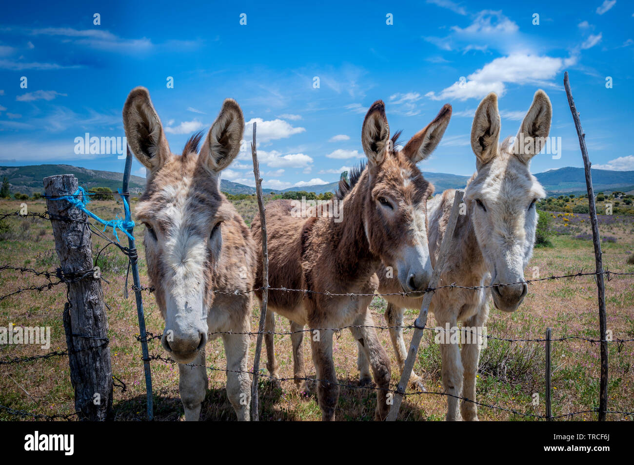 Donkey colt hi-res stock photography and images - Alamy