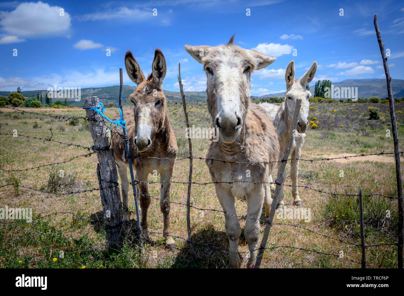 Donkey colt hi-res stock photography and images - Alamy