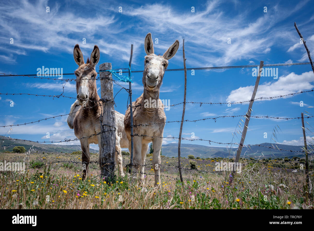 Donkey colt hi-res stock photography and images - Alamy