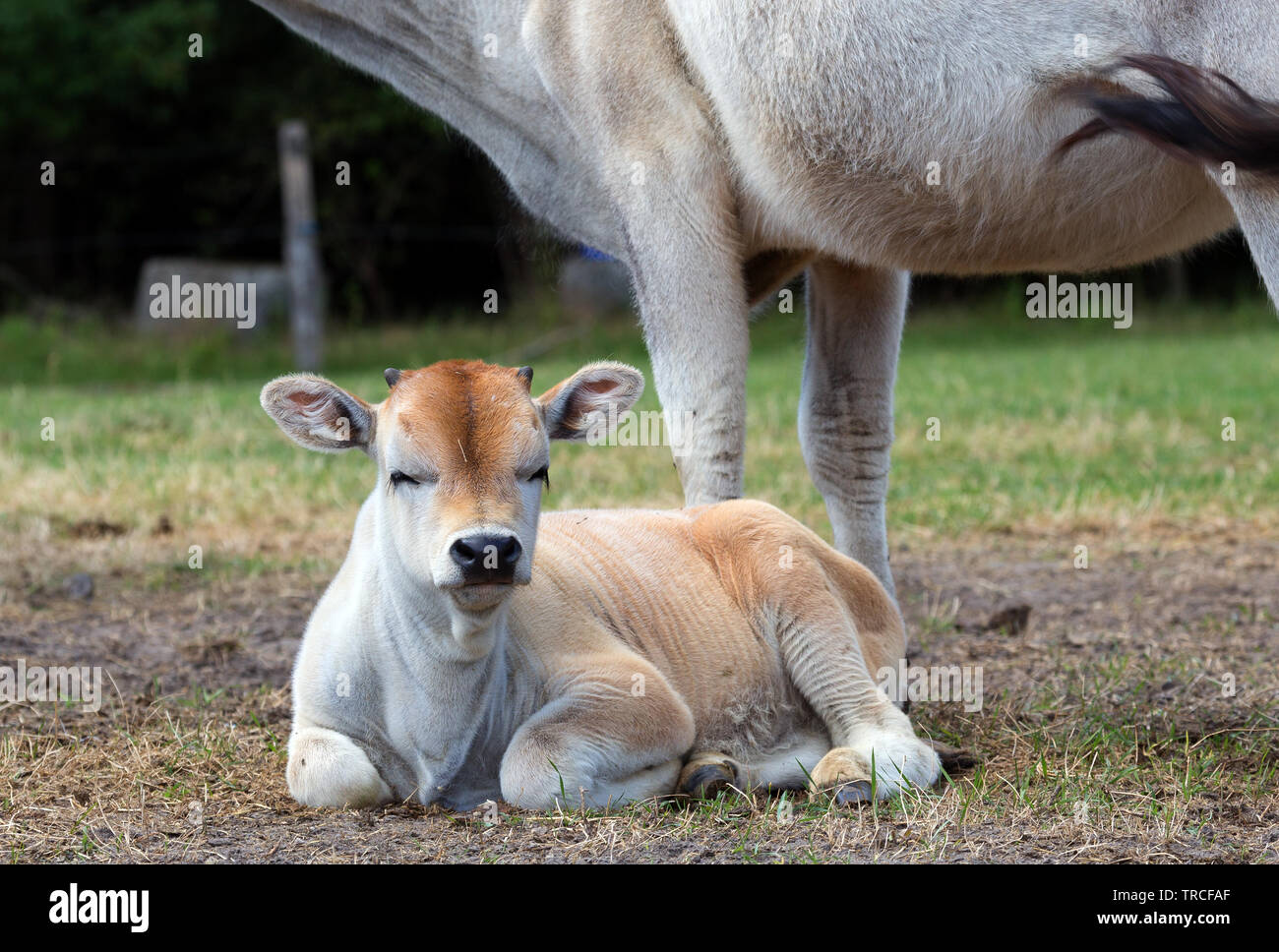 Gray cow hi-res stock photography and images - Alamy