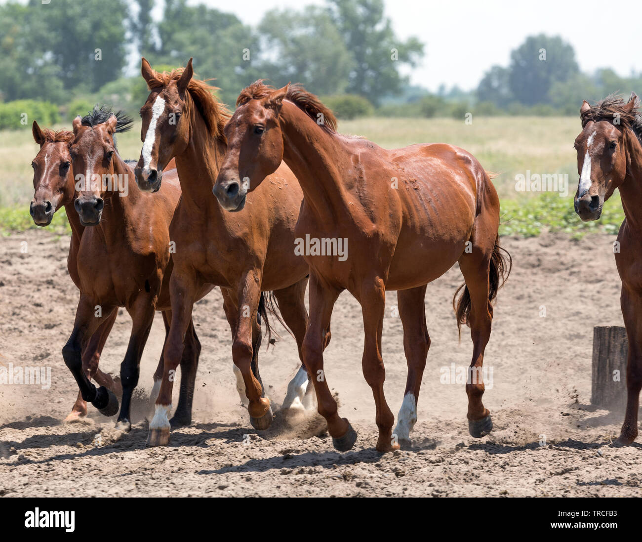 Horse riding, Hortobágy, Bugac, Hungary Stock Photo - Alamy