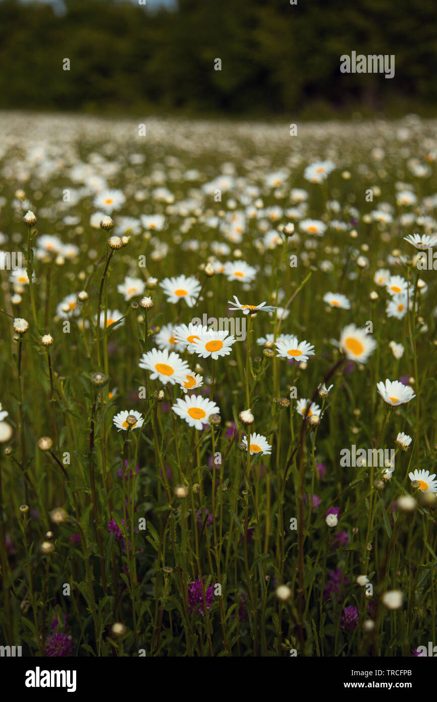 field of daisies flowers Stock Photo - Alamy