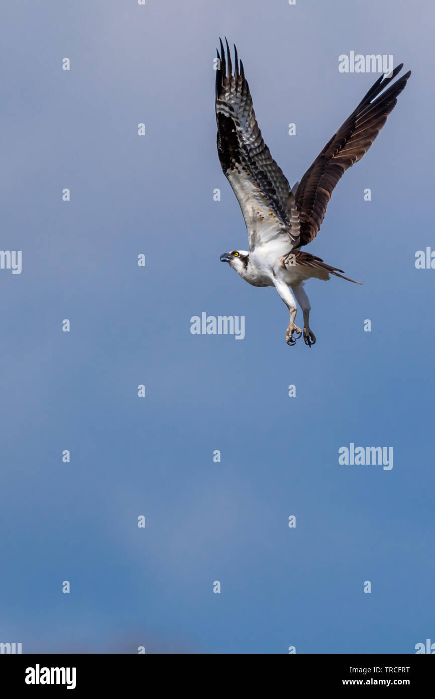 Birds defending nest hi-res stock photography and images - Alamy