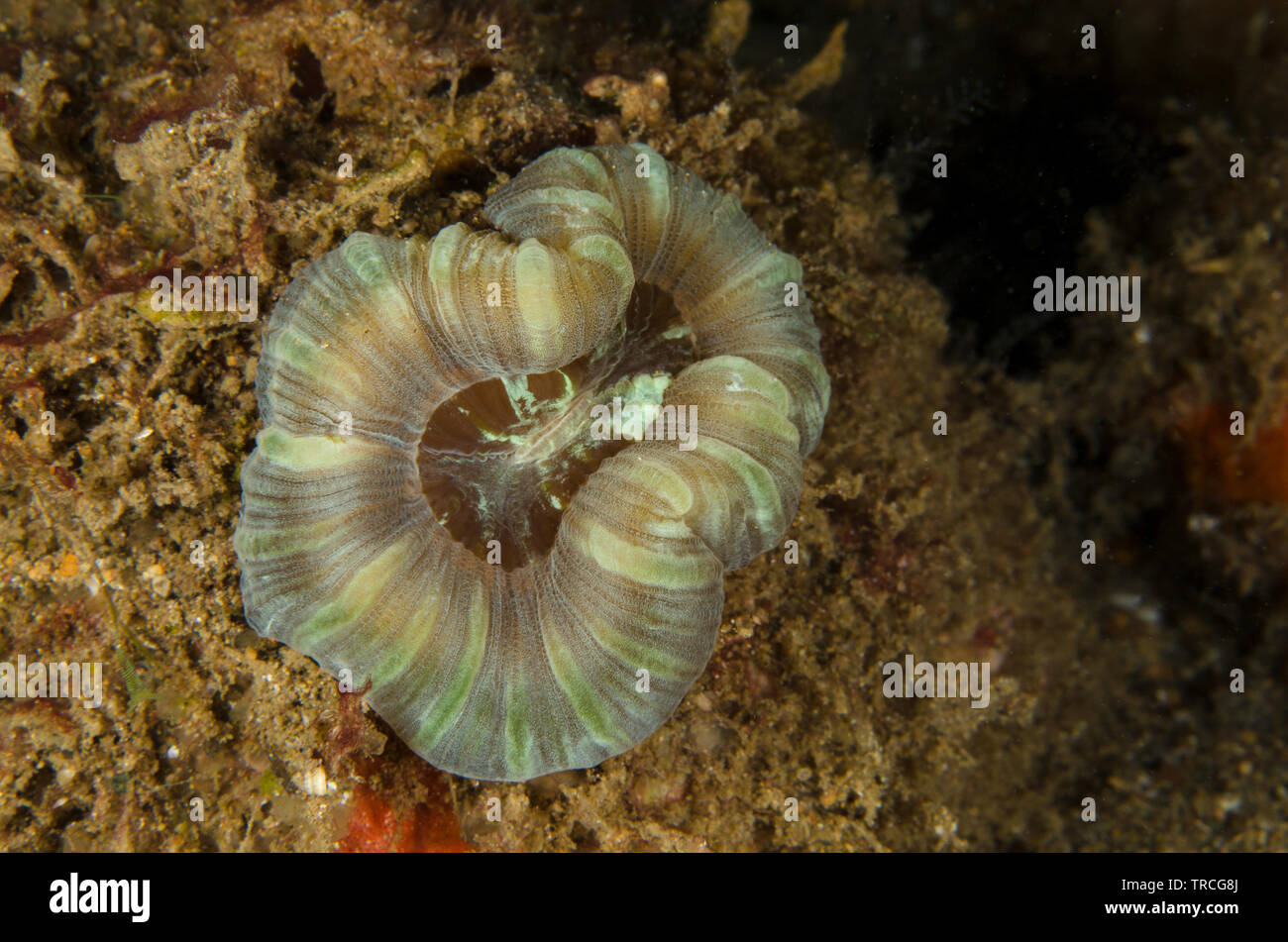 Candy Cane Coral, Caulastrea furcata, Faviidae, Anilao, Batangas ...