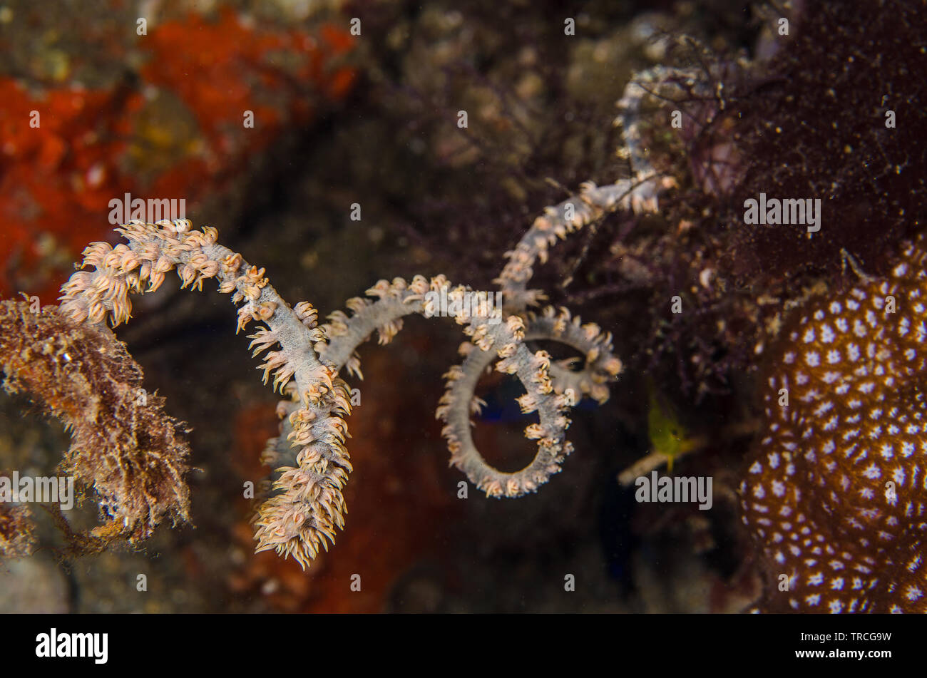 Spiral Wire Coral, Cirripathes spiralis, Antipathidae, Anilao, Batangas ...