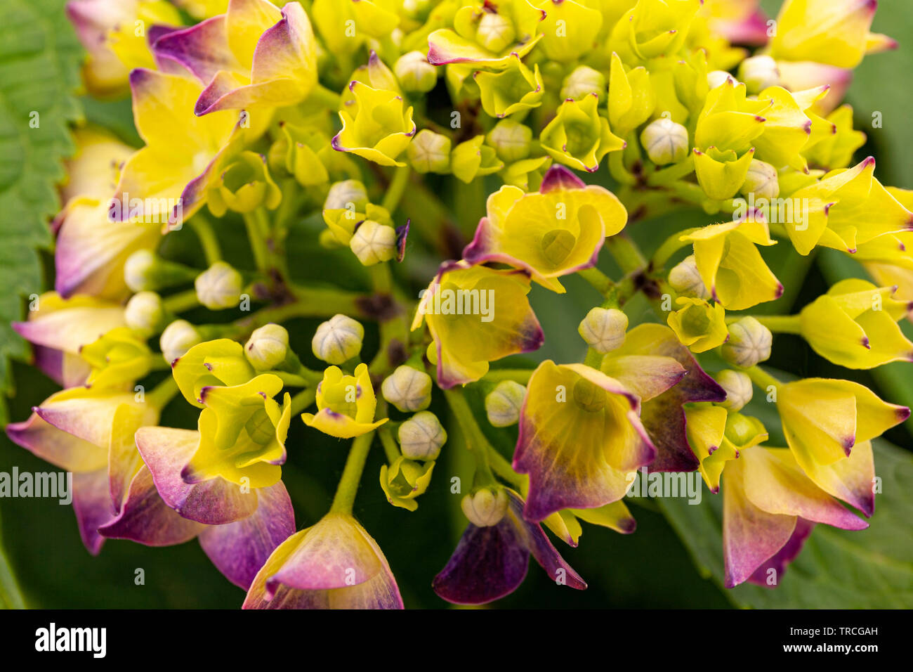 Hydragea hi-res stock photography and images - Alamy