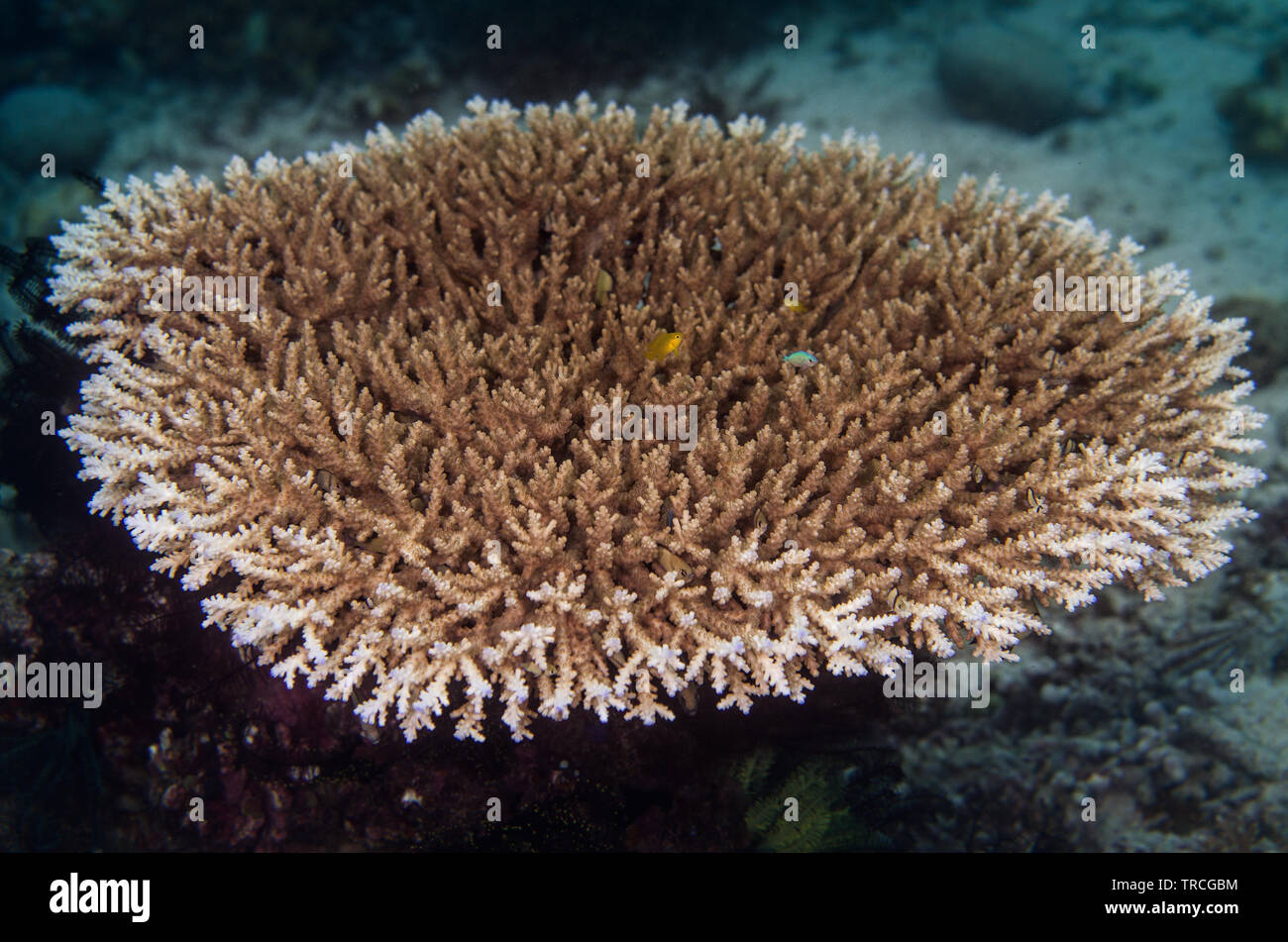 Table coral, Acropora hyacinthus, Acroporidae, Anilao, Batangas, Philippines, Philippine Sea ...