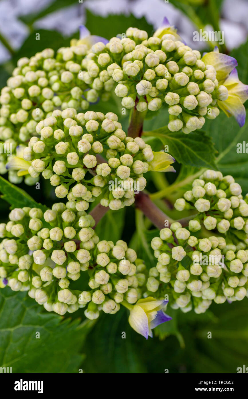 Hydragea hi-res stock photography and images - Alamy