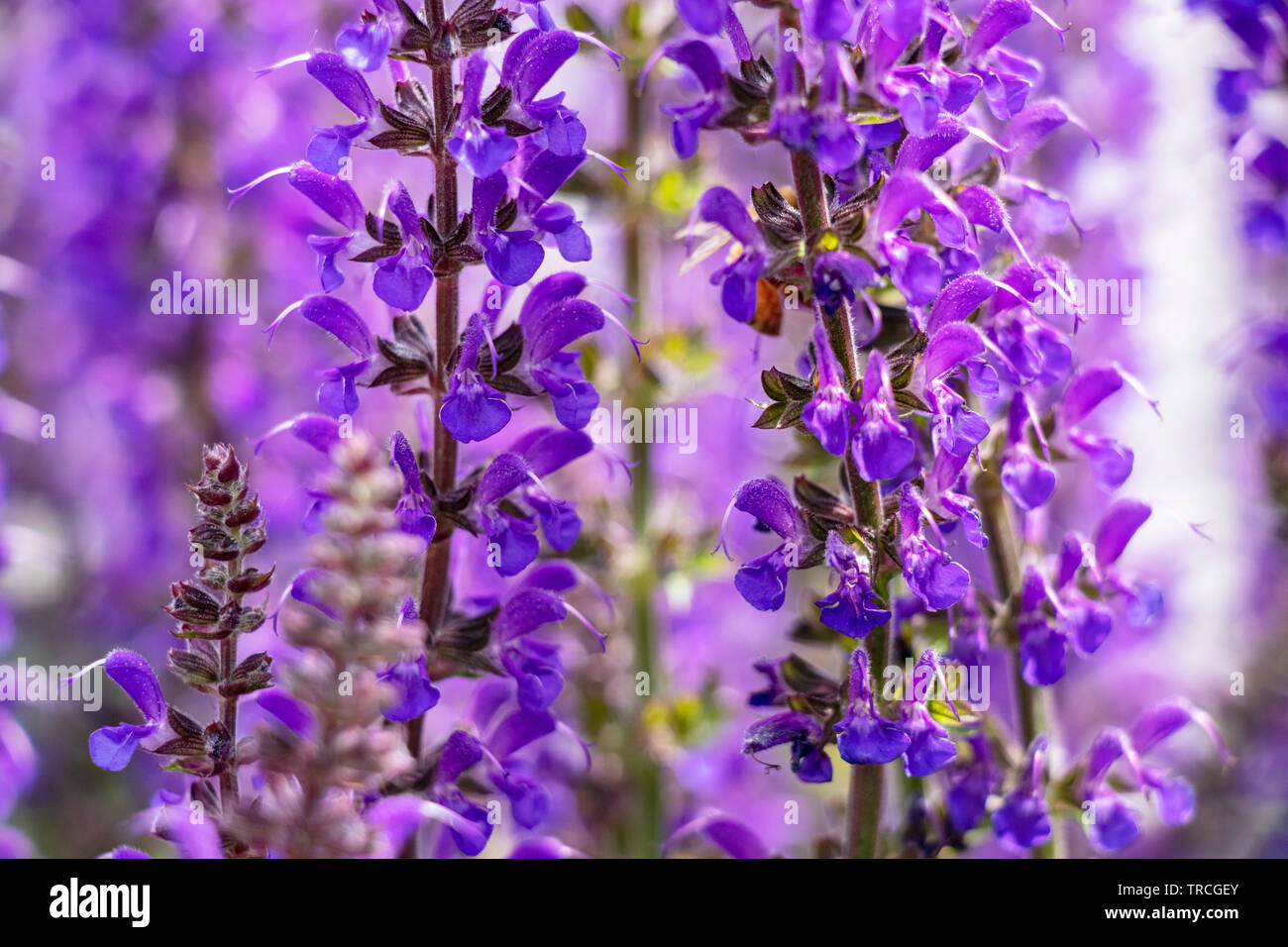 Indiana wild flowers hi-res stock photography and images - Alamy