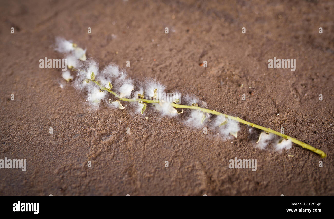 Poplar fluff on the ground. Selective focus Stock Photo - Alamy