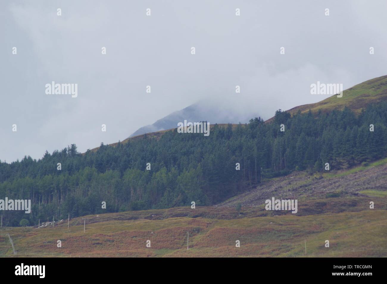 Conifer Plantation at Kilmarie under low rain clouds. Isle of Skye ...