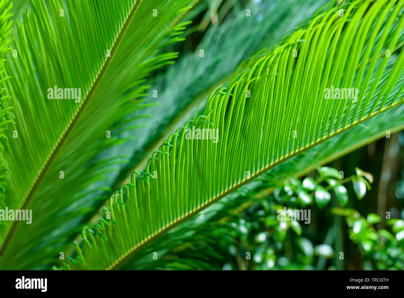 Cycas revoluta leaf hi-res stock photography and images - Alamy