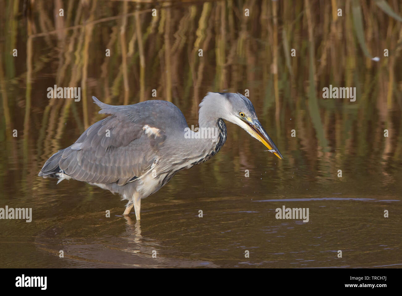 Close side view of wild, British grey heron bird (Ardea cinerea ...
