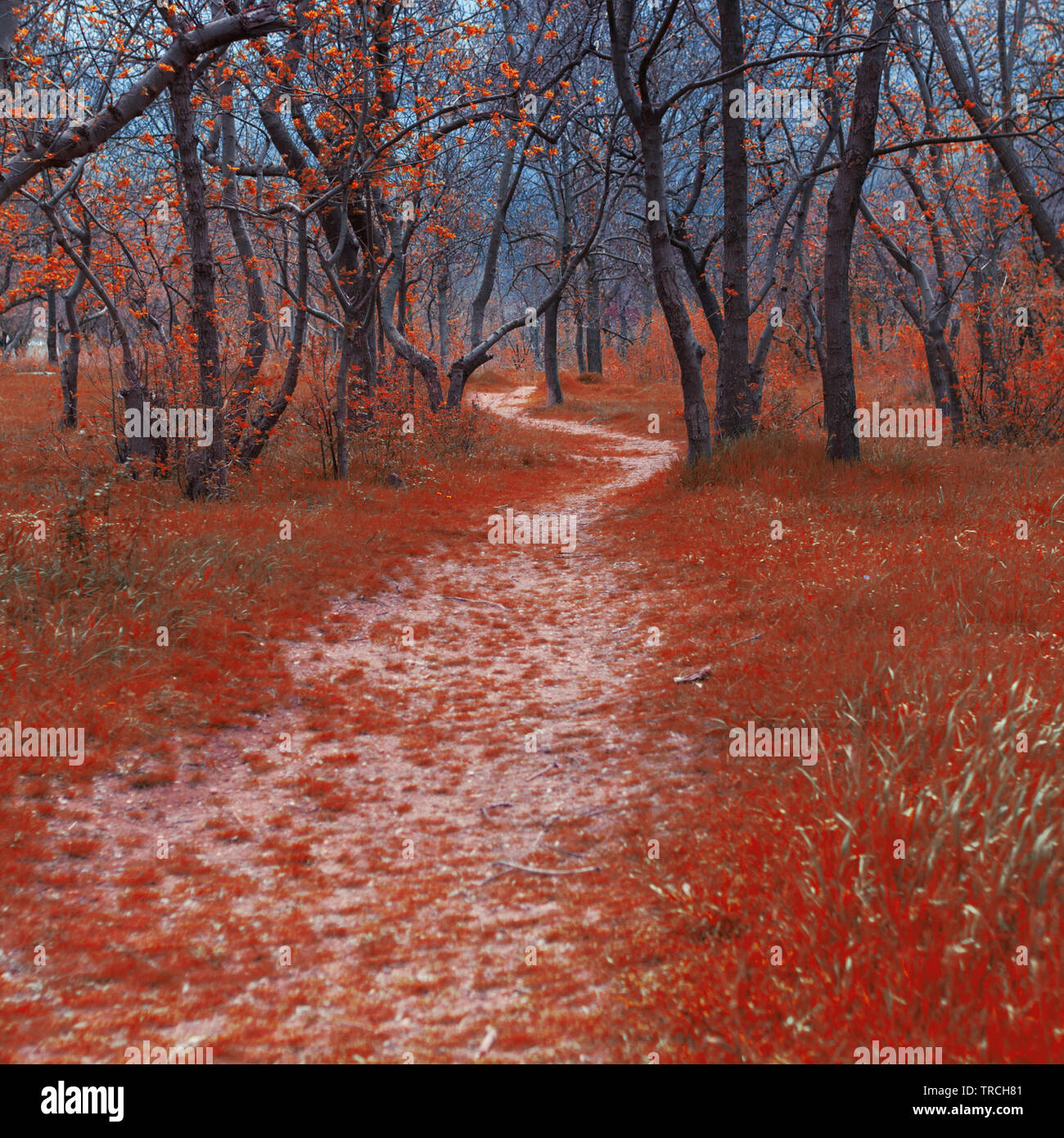 unusual landscape. Surreal landscape, red grass, blue sky, went off ...