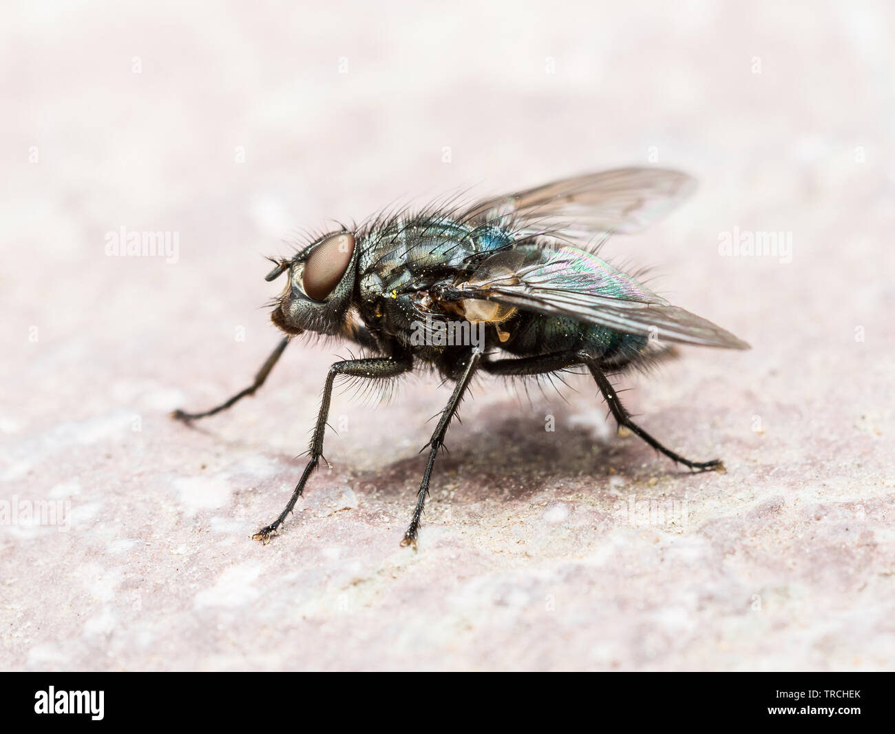 Diptera Meat Fly Insect On Rock Wall Stock Photo - Alamy