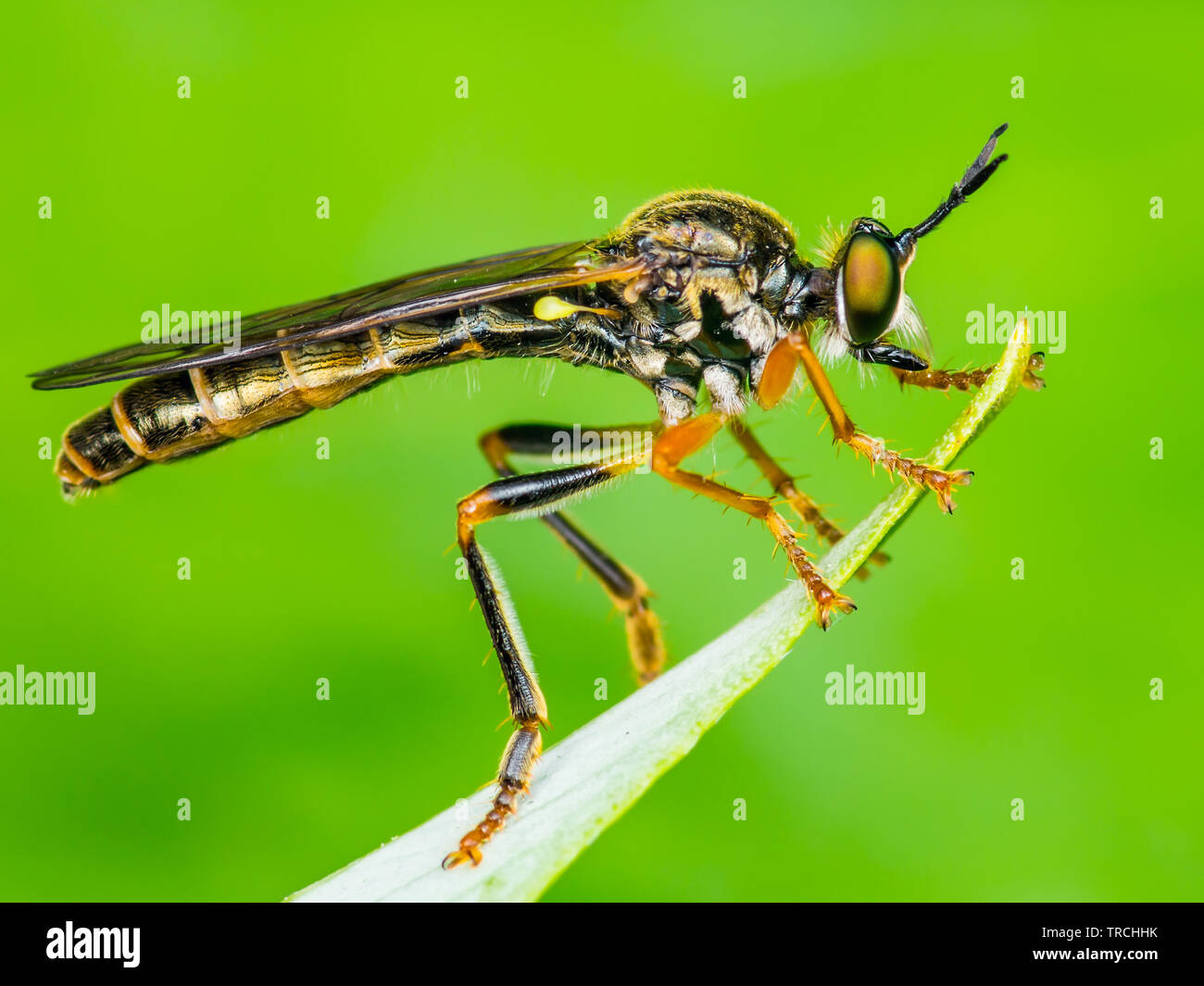 Exotic Assassin or Robber Fly Asilidae Diptera Insect on Green Grass ...