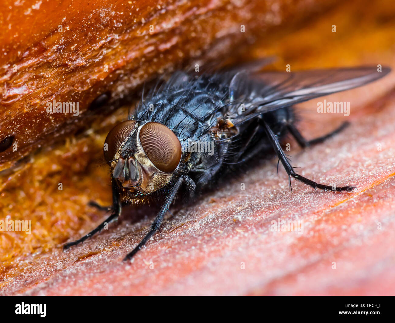 Drosophila fly hi-res stock photography and images - Alamy