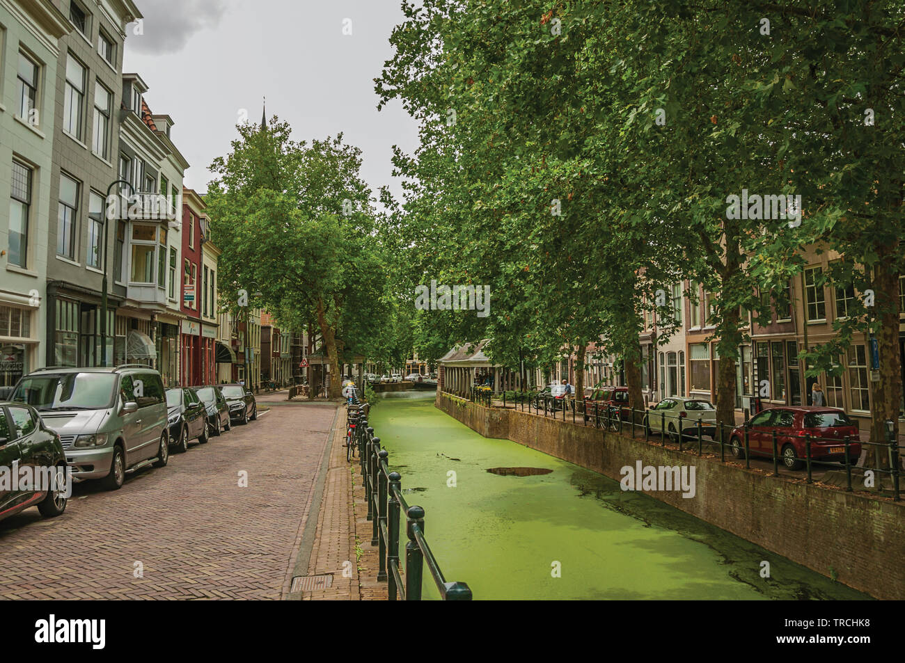 Walled canal with aquatic greenish plants, trees and buildings at Gouda ...