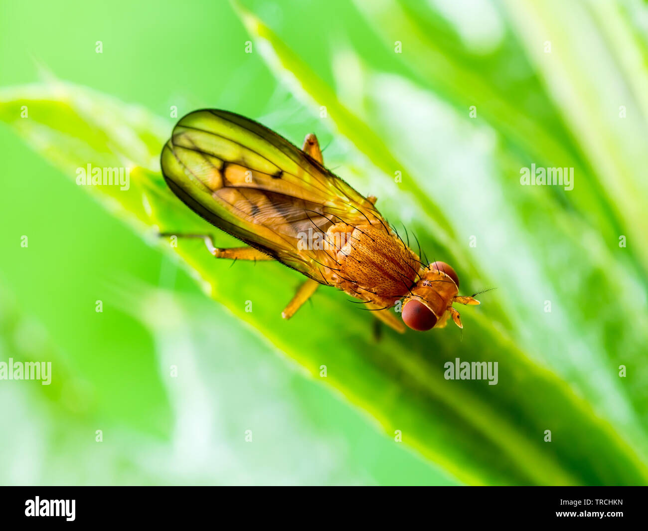 Exotic Drosophila Fruit Fly Diptera Insect on Plant Leaf Stock Photo ...