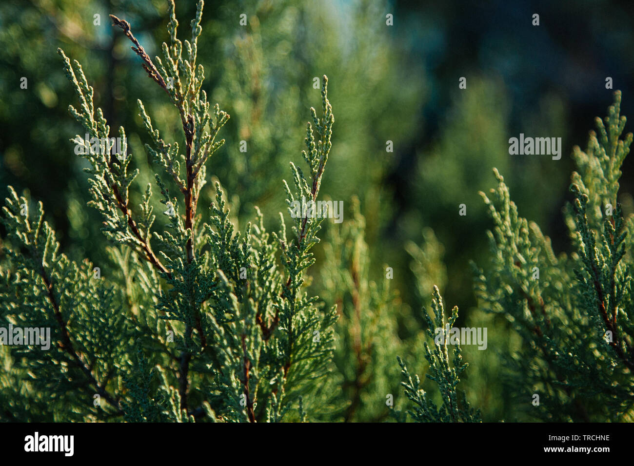 Closeup of cypress tree branch in the hedge in garden. Green background ...