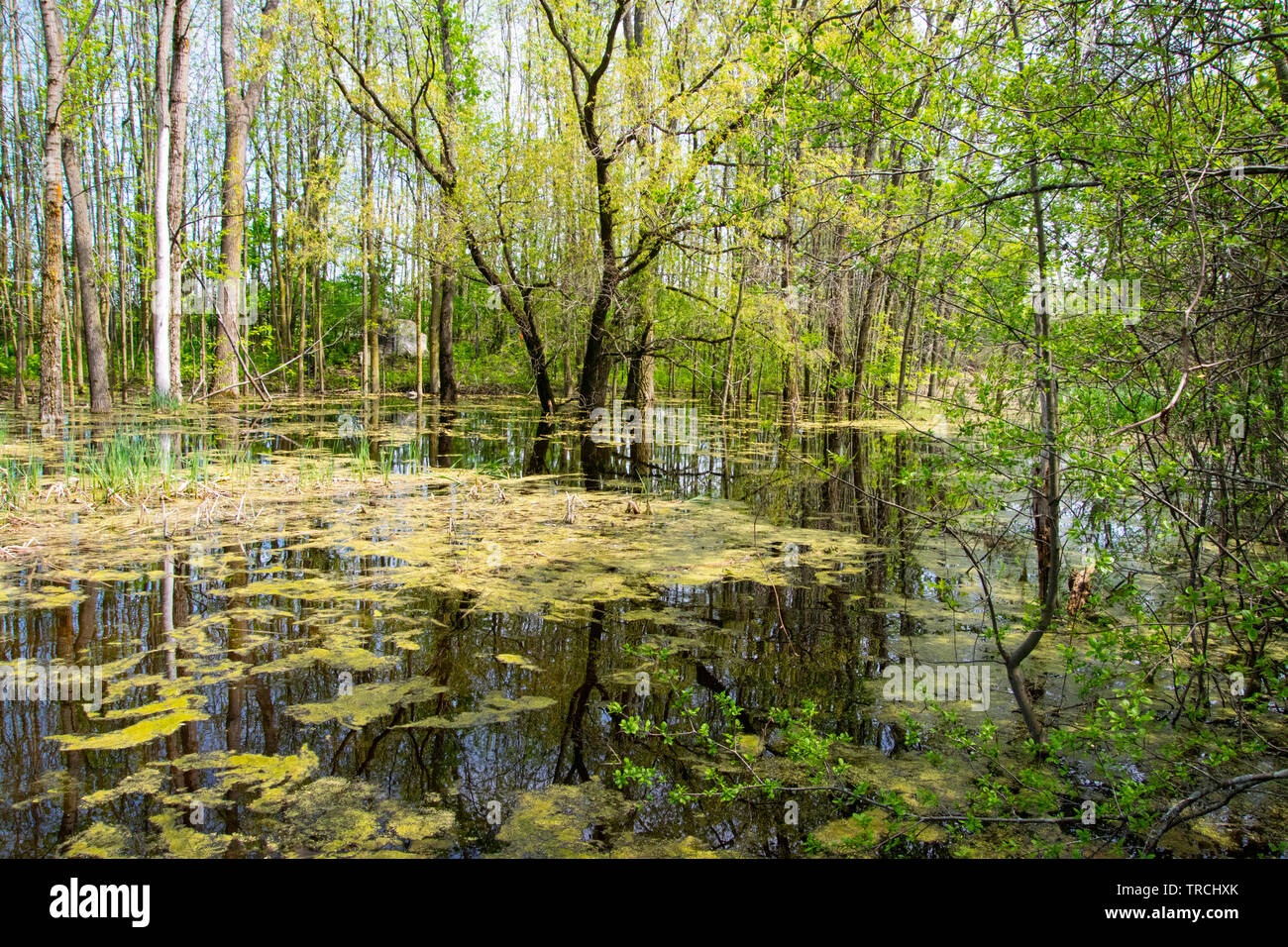 A pond in spring Stock Photo - Alamy