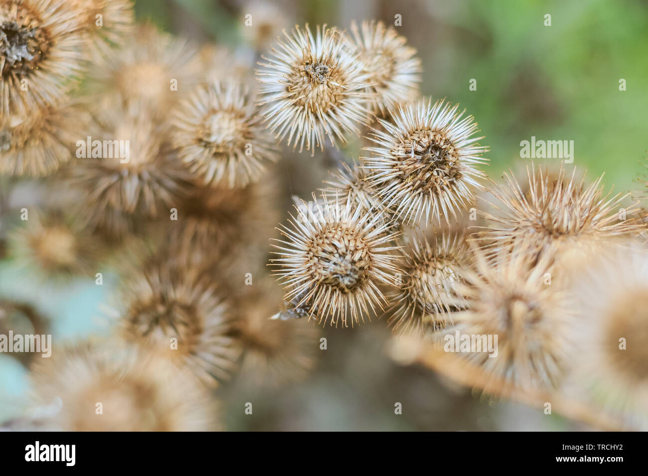 Natural abstract, dry thistles in Hampstead Heath of London Stock Photo ...