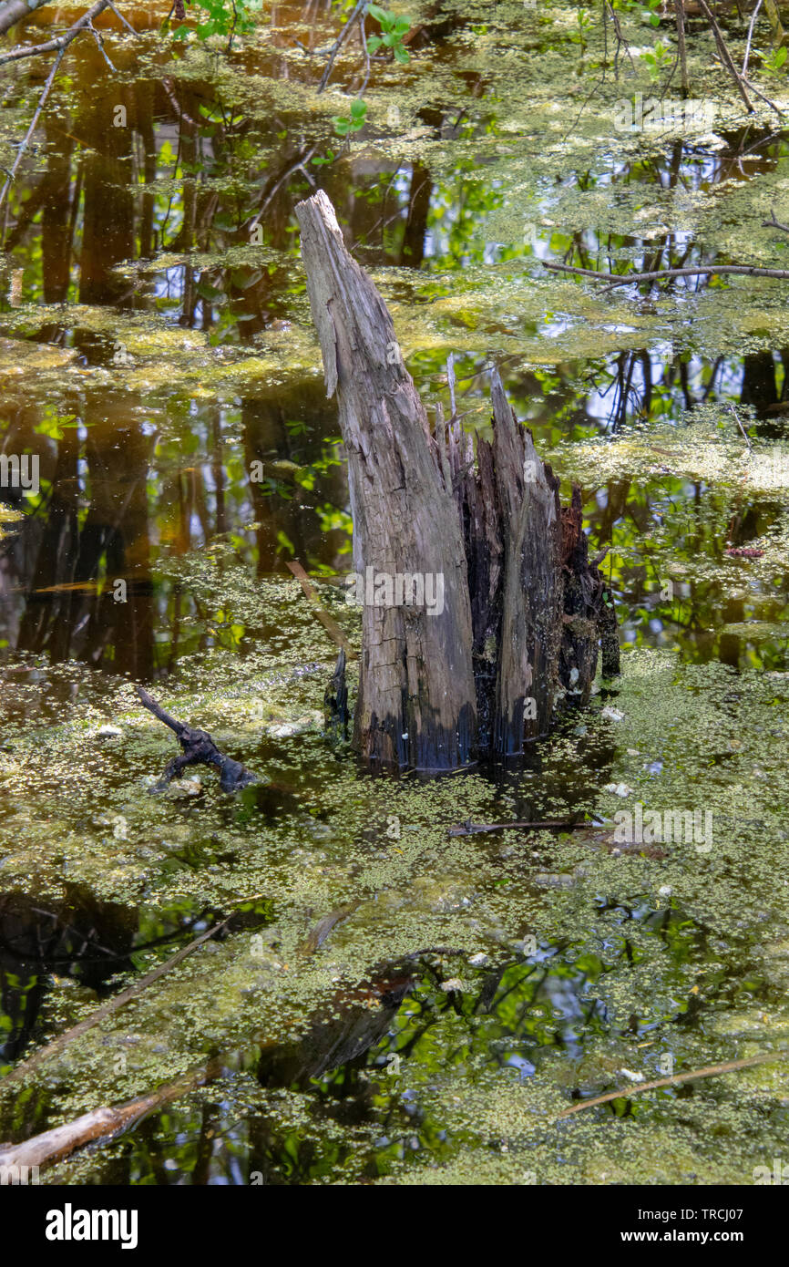 A stump in a pond in spring Stock Photo - Alamy