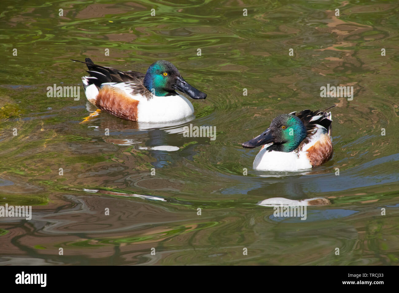 Male northern shoveller hi-res stock photography and images - Alamy