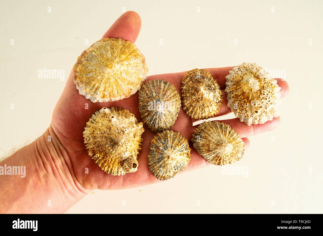 Seashell background texture lots of sea snails mixed Stock Photo - Alamy
