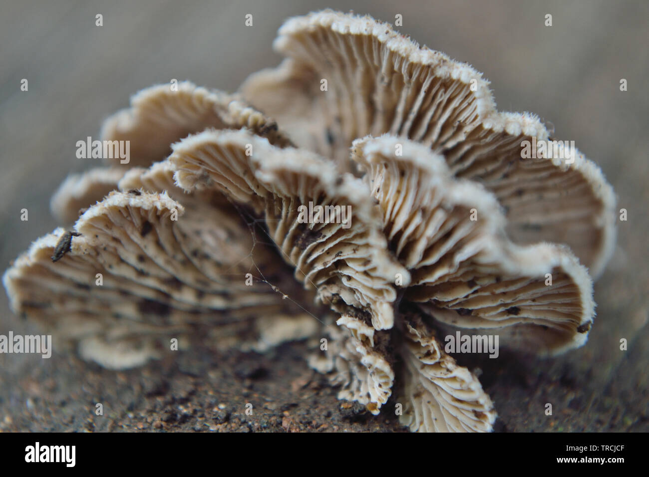 Schizophyllum commune fungi, split gill-mushroom Stock Photo - Alamy