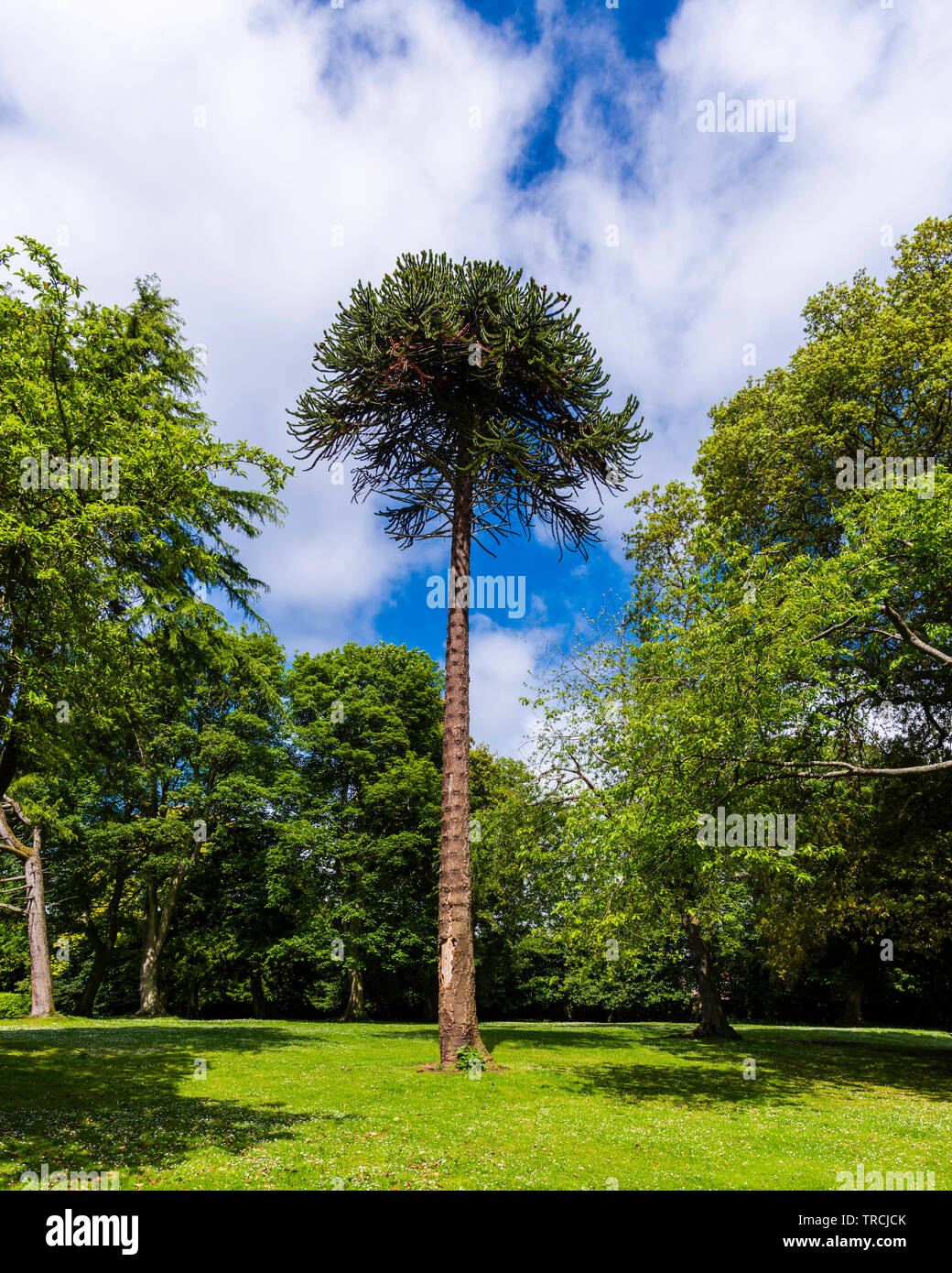 Monkey Puzzle Tree Stock Photo - Alamy