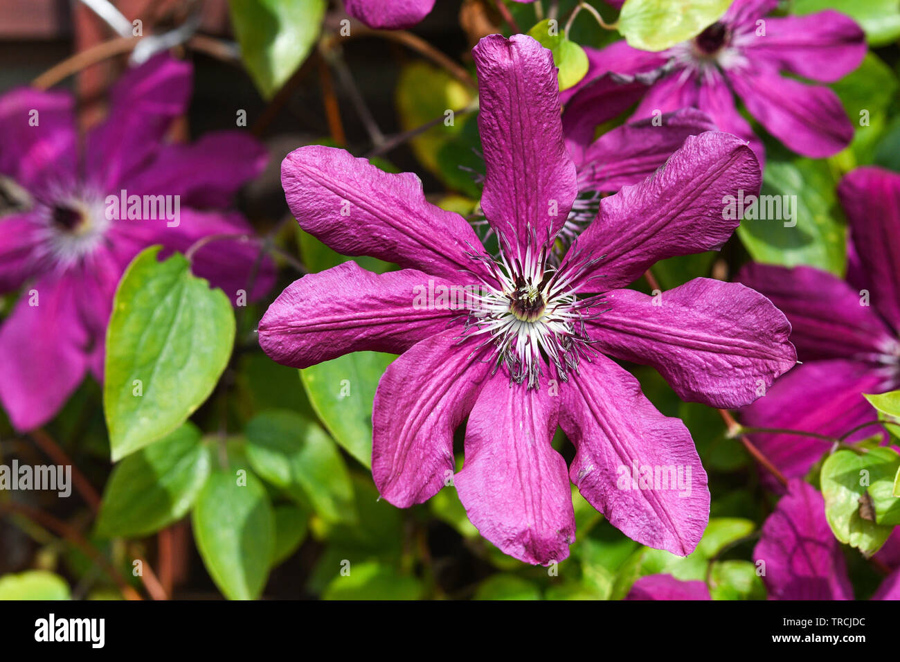 clematis flowering in summer Stock Photo - Alamy
