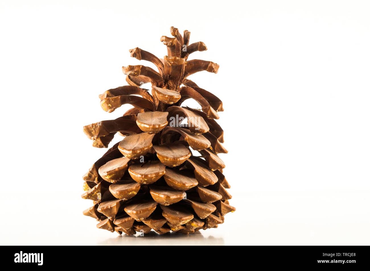 Close-up of a pine cone fruit Object on a White Background Stock Photo ...