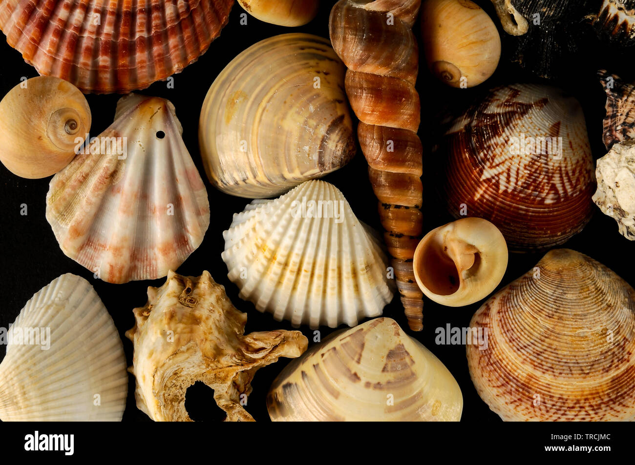 Seashell background texture lots of sea snails mixed Stock Photo - Alamy